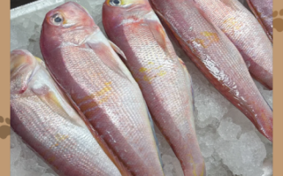 马头鱼的功效与作用_马头鱼怎么吃最营养