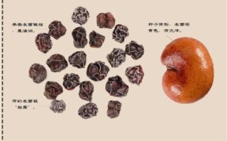 南五味子的功效与作用_南五味子怎么吃效果最好