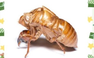 蝉的功效与作用_蝉蜕能治什么病