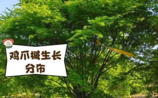 鸡爪槭寓意是什么_鸡爪槭风水作用