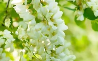 槐花花期在几月份_槐花什么时候开