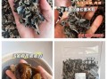 木耳发黑还能吃吗_怎么判断木耳已黑
