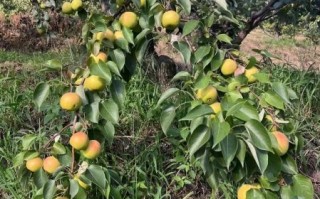 南果梨产地在哪里_南果梨怎么保存