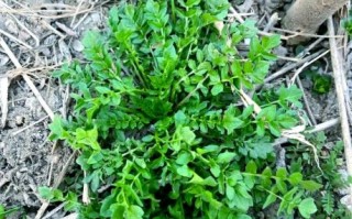 荠荠菜长什么样_荠荠菜图片特征