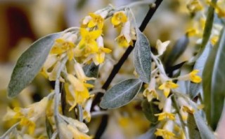 沙枣花图片_沙枣花长什么样