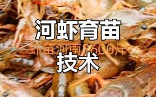 小龙虾怎么养不会死_小龙虾养殖不死秘诀