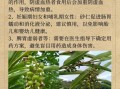 砂仁的功效与作用_砂仁主治哪些症状
