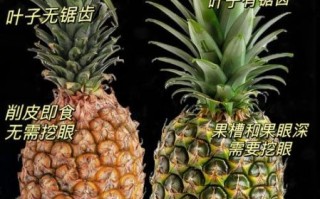 菠萝和凤梨有什么区别_哪个好吃