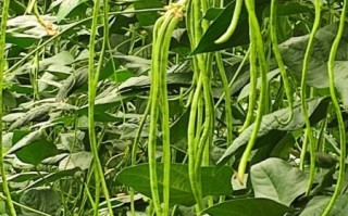 豇豆图片大全哪里找_豇豆怎么拍才好看