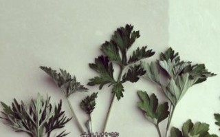 野艾蒿和艾草的区别_野艾蒿图片怎么辨认