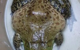 养牛蛙的利润与成本_牛蛙养殖赚钱吗