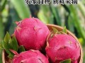 红心火龙果吃了上火吗_红心火龙果上火还是降火