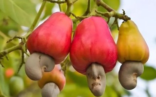 腰果梨可以吃吗_腰果梨图片怎么分辨真假