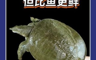 甲鱼蛋白质高吗_甲鱼蛋白质多少克