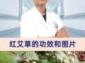 红头艾草图片_红头艾草功效与作用