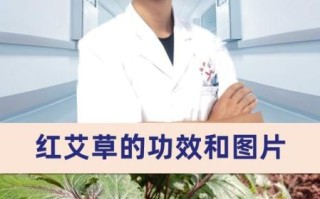 红头艾草图片_红头艾草功效与作用