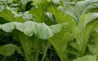 广东芥菜品种图片大全_哪种芥菜最适合家庭种植