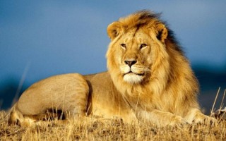 狮子图片高清_如何下载无水印大图