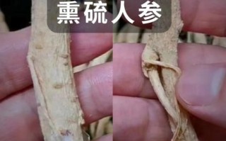 假人参是什么_假人参和真参区别
