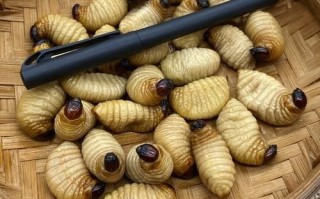 竹笋虫多少钱一斤_竹笋虫价格行情