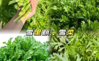 雪里蕻一年可种几茬_雪里蕻种植茬口安排
