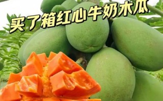 牛奶木瓜的功效与作用_牛奶木瓜怎么吃最好