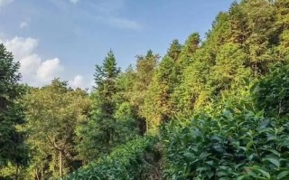 黄山毛峰茶叶产地在哪里_核心产区有哪些