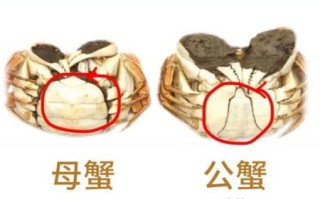 螃蟹交易中心在哪_如何挑选优质蟹