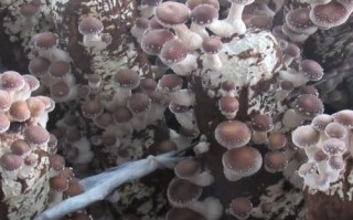 食用菌种类大全_哪些食用菌适合家庭种植