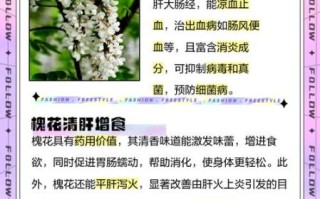 槐花什么时候开_槐花有什么功效