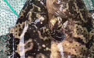 海里石斑鱼多少钱一斤_野生石斑鱼价格