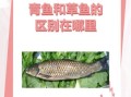 中国常见淡水鱼图谱_如何区分草鱼和青鱼