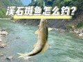 淡水石斑鱼怎么钓_淡水石斑鱼钓法技巧