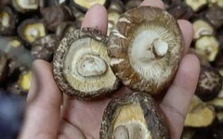 香菇价格走势_近期为什么涨