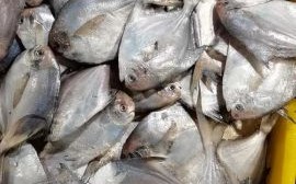 白鲳鱼有刺吗_白鲳鱼刺多不多