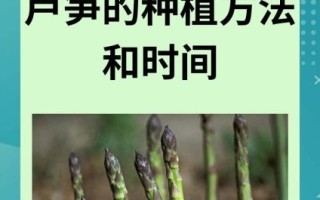 芦笋怎么种植_芦笋种植方法视频教程