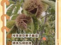 生栗子能冷冻保存吗_冷冻后口感会变差吗