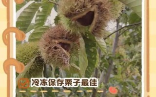 生栗子能冷冻保存吗_冷冻后口感会变差吗