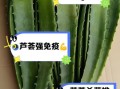 家里种的芦荟可以吃吗_如何安全食用