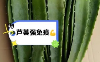 家里种的芦荟可以吃吗_如何安全食用