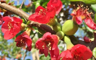 海棠木瓜的功效与作用_海棠木瓜怎么吃最好