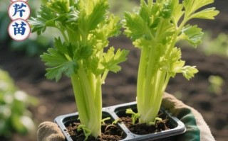 香芹菜什么时候种_香芹菜怎么种才高产