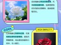 红玫瑰与白玫瑰的花语区别_送花前必看