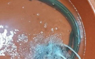 海鳗鱼多少钱一斤_海鳗鱼价格为什么波动大