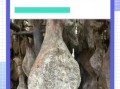 火腿怎么保存不变质_火腿图片大全