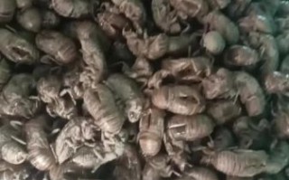 蝉蜕多少钱一斤2021_2021年蝉蜕价格行情