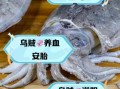 乌贼的营养价值有哪些_乌贼和鱿鱼营养区别