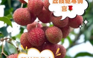 孕妇可以吃荔枝吗中期_孕中期吃荔枝注意事项