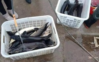 中国鲟多少钱一斤_中国鲟养殖方法