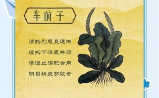 车前子的功效与作用禁忌_车前子怎么吃效果最好
